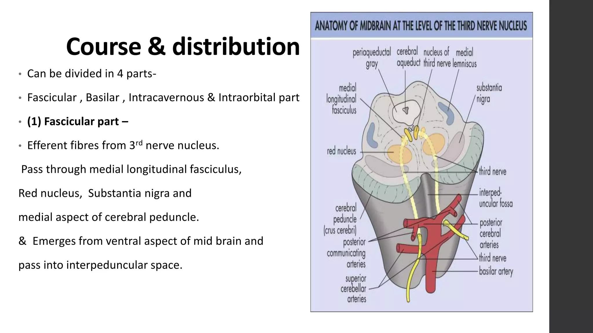 Anatomy of oculomotor nerve | PPTX
