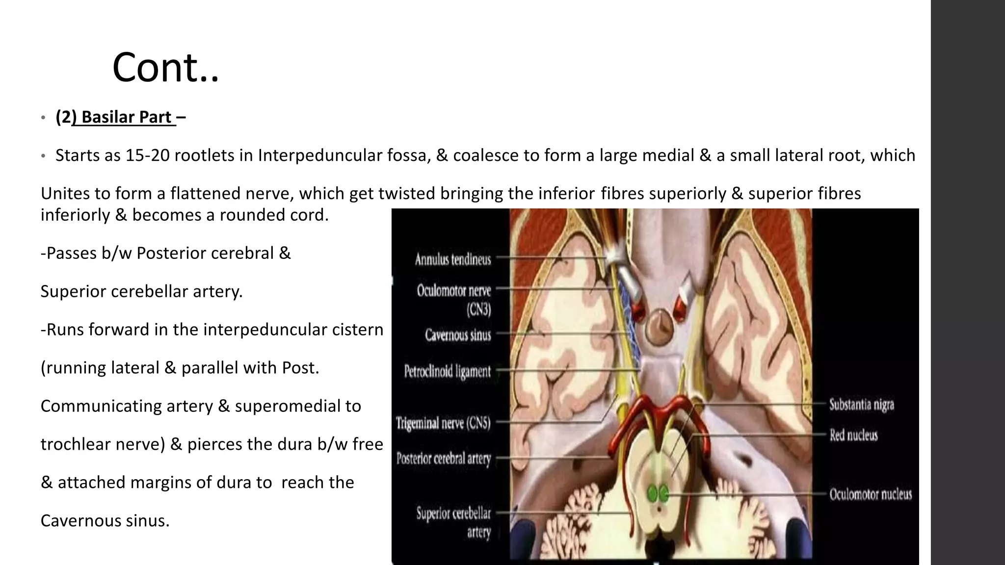 Anatomy of oculomotor nerve | PPTX
