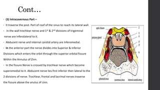 Anatomy of oculomotor nerve | PPTX