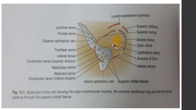 Anatomy of oculomotor nerve | PPTX