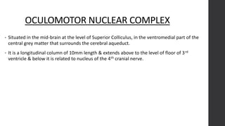 Anatomy of oculomotor nerve | PPTX