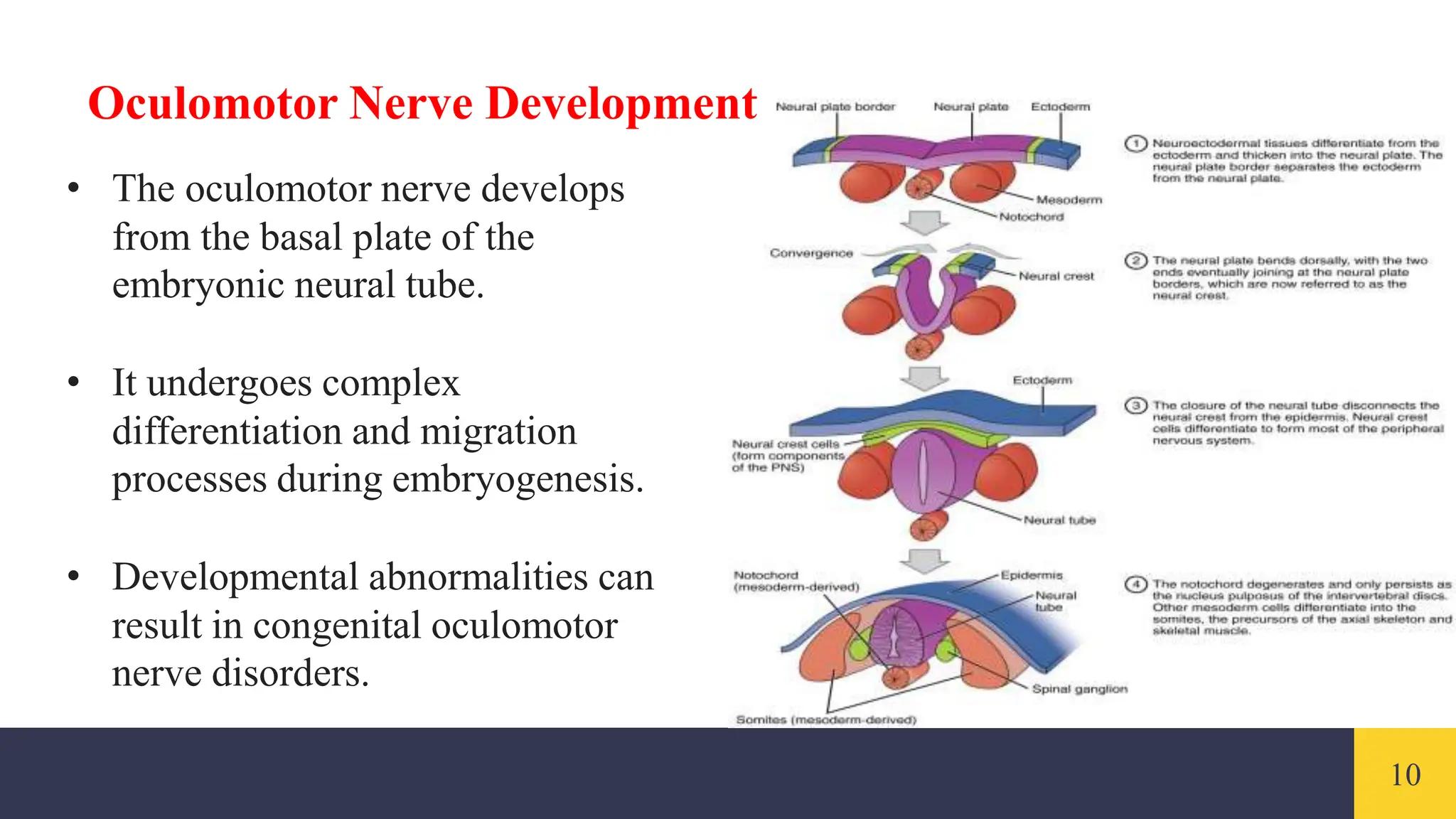 Anatomy Of Oculomotor Nerve.pptx Anatomy of cranial nerves | PPTX | Eye and Vision Conditions ...