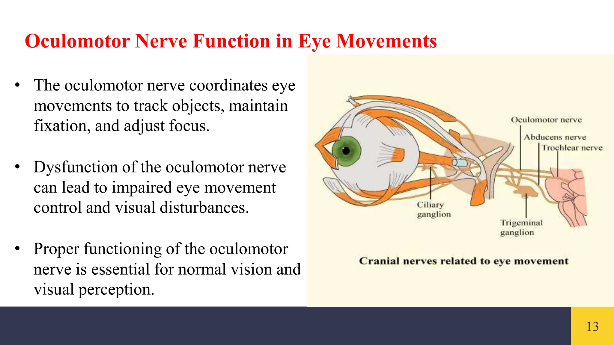 Anatomy Of Oculomotor Nerve.pptx Anatomy of cranial nerves | PPTX | Eye and Vision Conditions ...