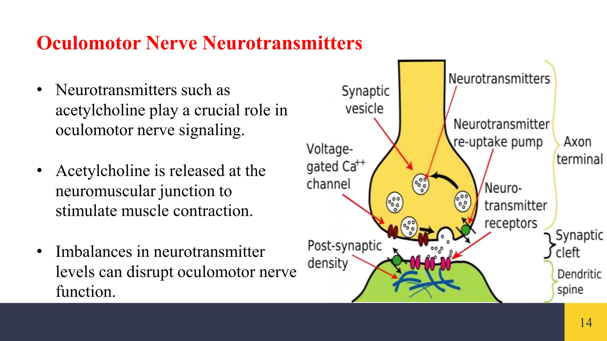 Anatomy Of Oculomotor Nerve.pptx Anatomy of cranial nerves | PPTX | Eye and Vision Conditions ...