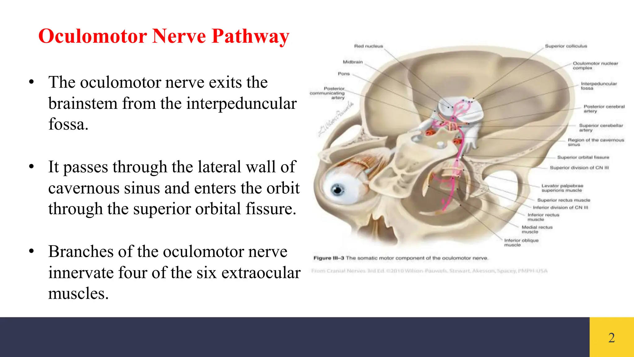 Anatomy Of Oculomotor Nerve.pptx Anatomy of cranial nerves | PPTX | Eye and Vision Conditions ...