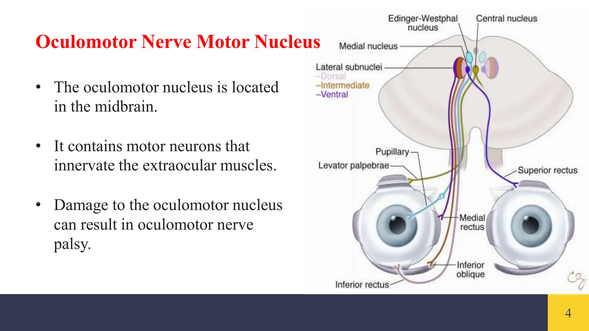 Anatomy Of Oculomotor Nerve.pptx Anatomy of cranial nerves | PPTX | Eye and Vision Conditions ...