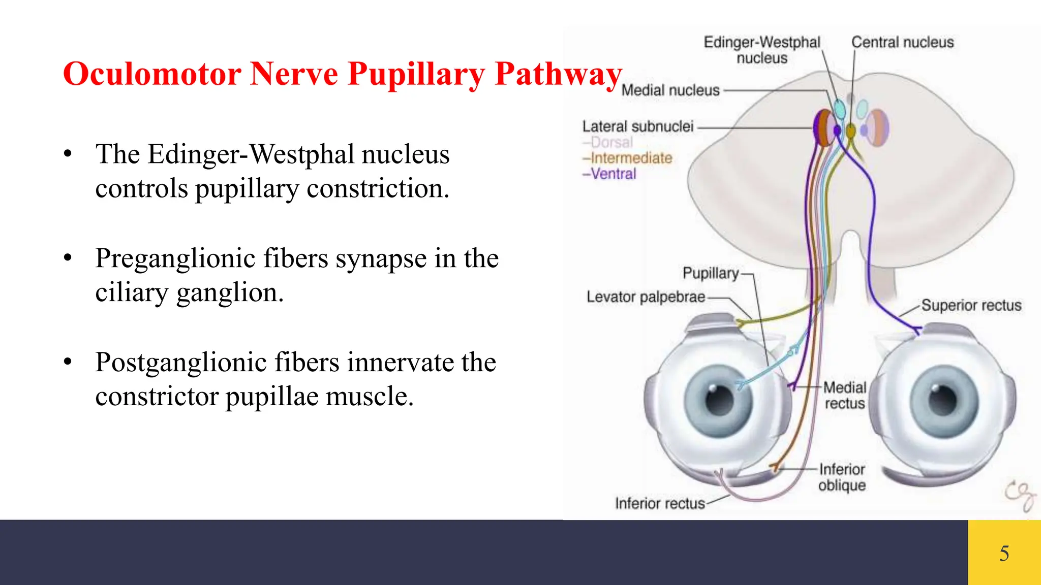 Anatomy Of Oculomotor Nerve.pptx Anatomy of cranial nerves | PPTX