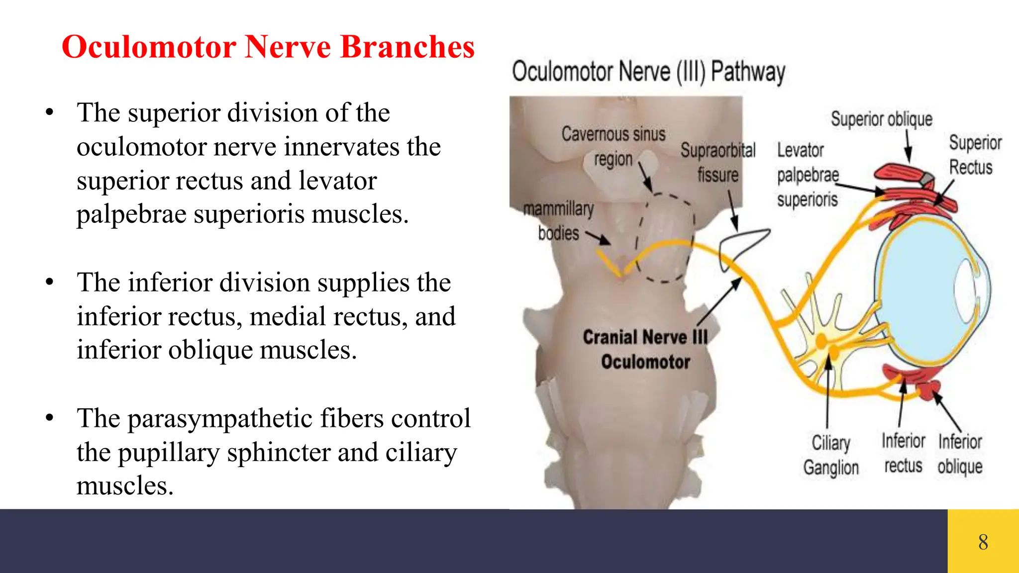 Anatomy Of Oculomotor Nerve.pptx Anatomy of cranial nerves | PPTX | Eye and Vision Conditions ...