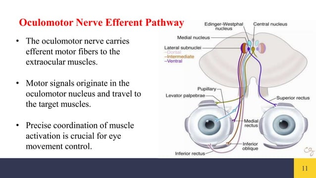 Anatomy Of Oculomotor Nerve.pptx Anatomy of cranial nerves | PPTX | Eye ...