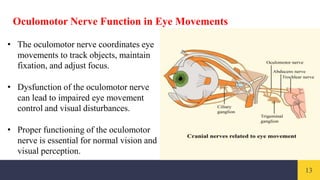 Anatomy Of Oculomotor Nerve.pptx Anatomy of cranial nerves | PPTX | Eye ...