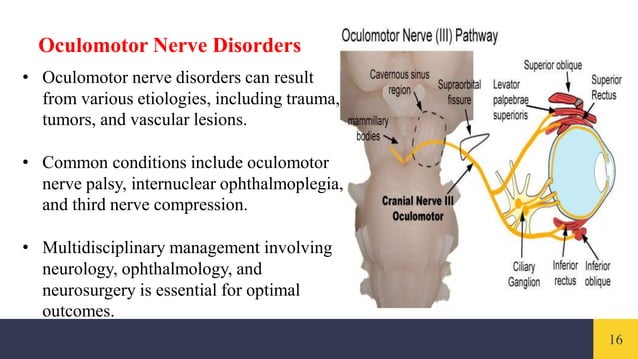 Anatomy Of Oculomotor Nerve.pptx Anatomy of cranial nerves | PPTX | Eye ...