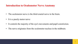 Anatomy Of Oculomotor Nerve.pptx Anatomy of cranial nerves | PPTX | Eye and Vision Conditions ...