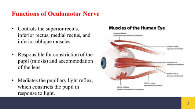 Anatomy Of Oculomotor Nerve.pptx Anatomy of cranial nerves | PPTX | Eye ...