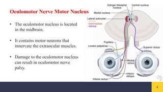 Anatomy Of Oculomotor Nerve.pptx Anatomy of cranial nerves | PPTX | Eye and Vision Conditions ...
