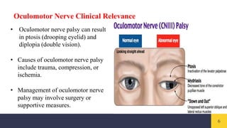 Anatomy Of Oculomotor Nerve.pptx Anatomy of cranial nerves | PPTX | Eye and Vision Conditions ...