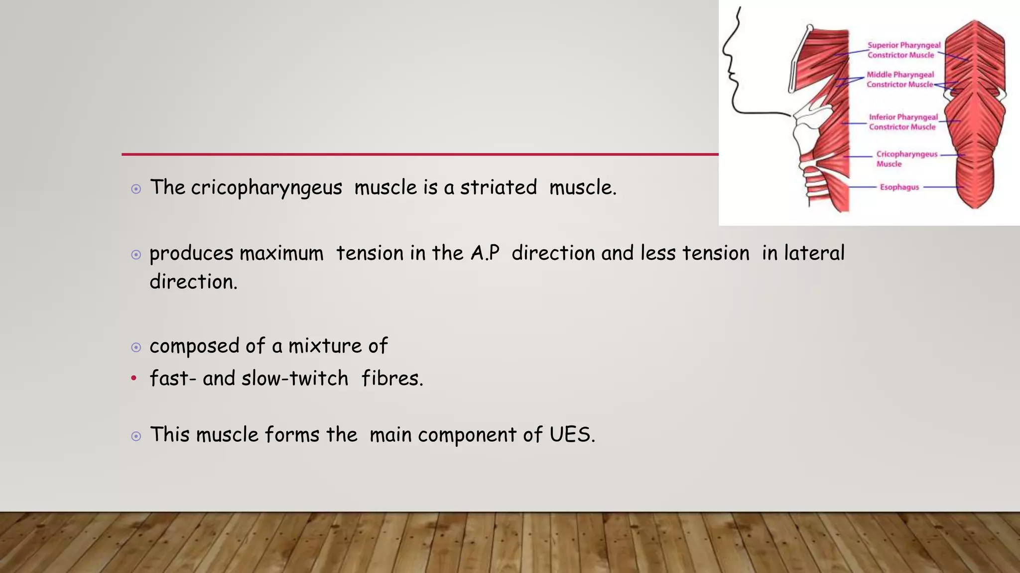 Anatomy of oesophagus | PPTX