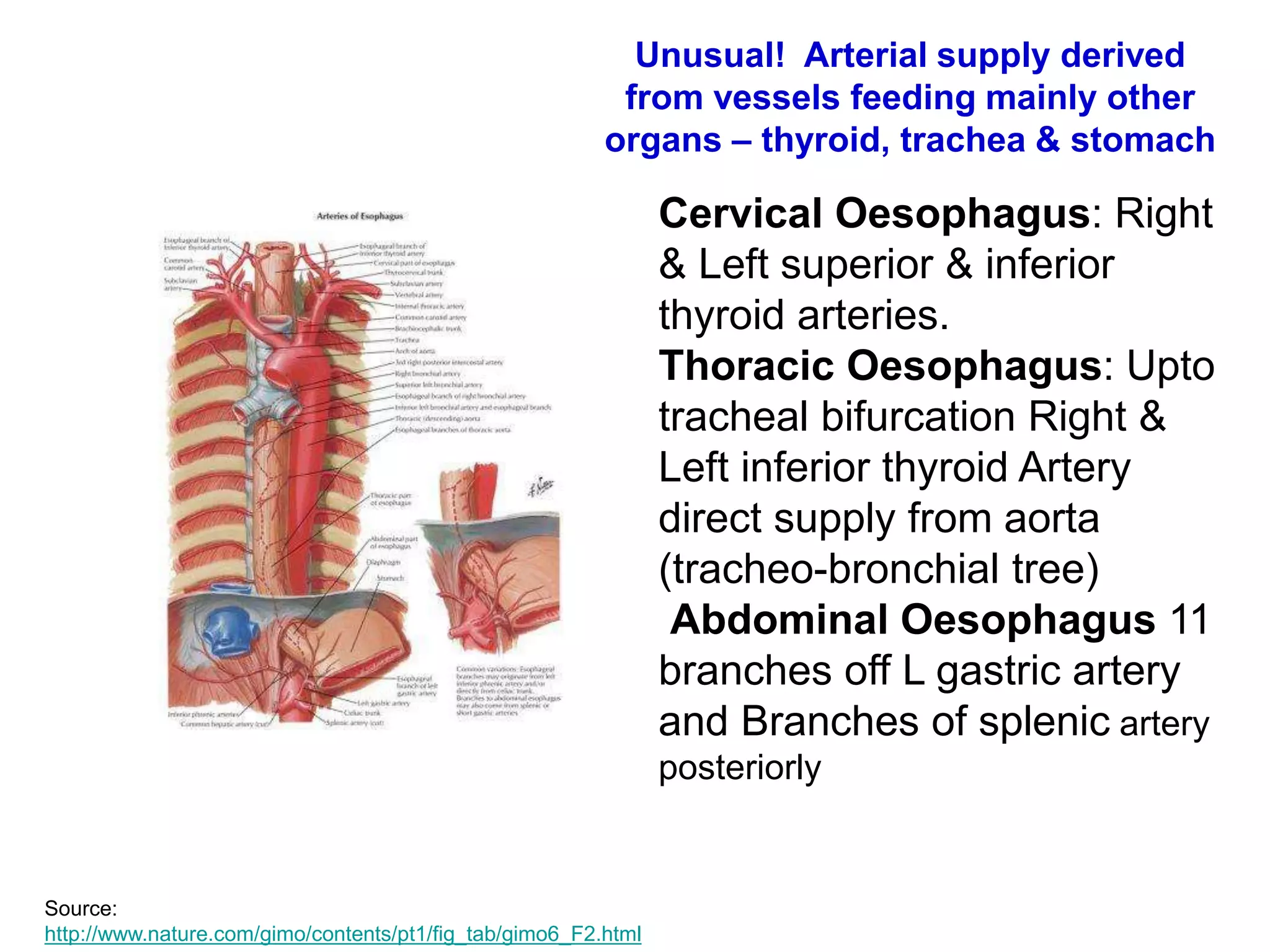 Anatomy of oesophagus.ppt