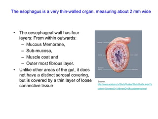 Anatomy of oesophagus.ppt