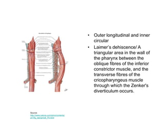 Anatomy of oesophagus.ppt