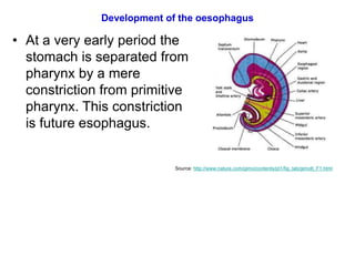 Anatomy of oesophagus.ppt