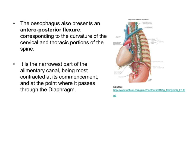 Anatomy of oesophagus.ppt