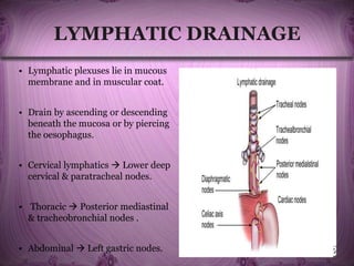 ANATOMY OF OESOPHAGUS.pptx | Thyroid Disorders | Endocrine and ...
