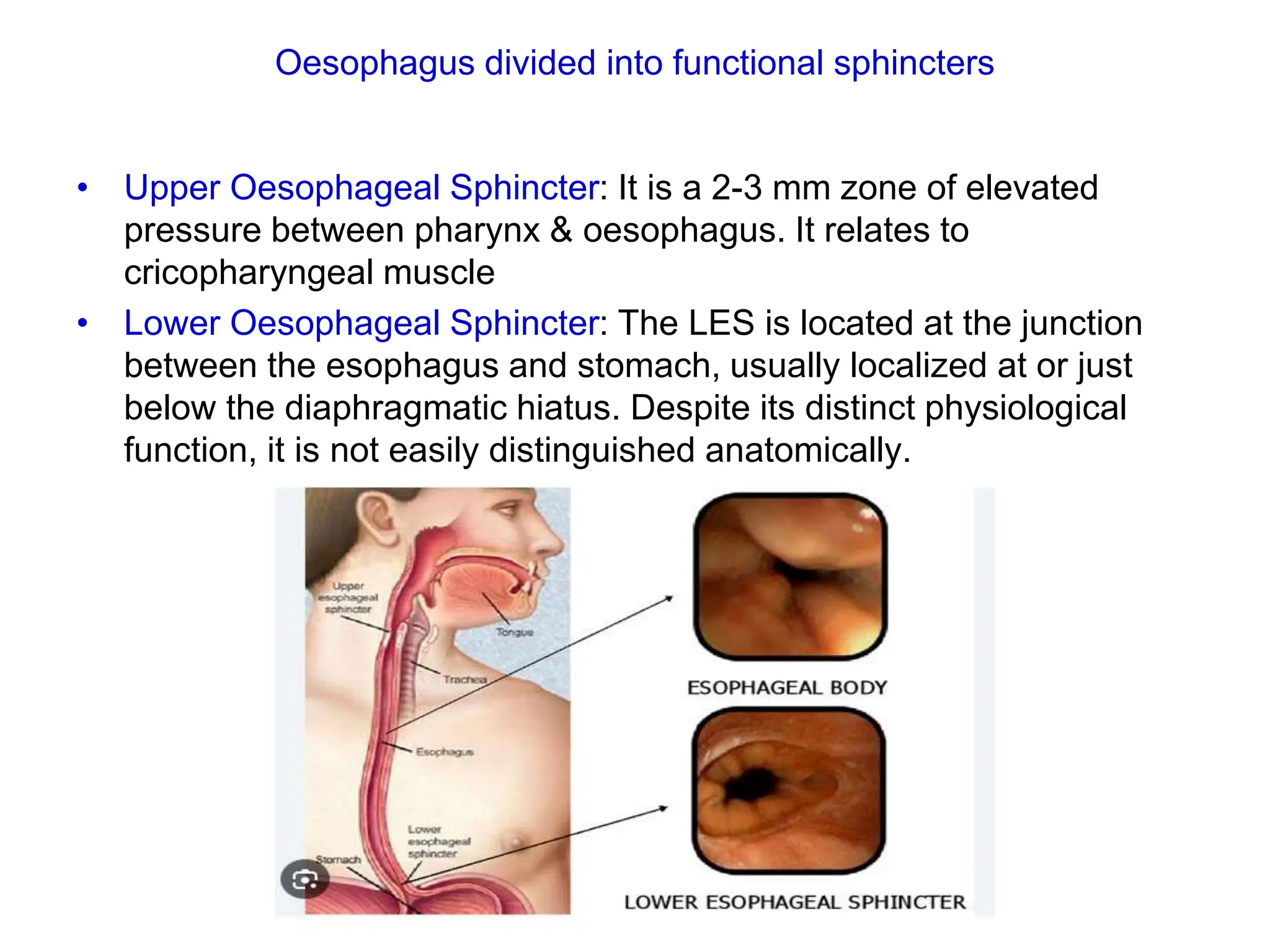 Anatomy Of Oesophagusppt Including Relations Narrow Points Etc Ppt
