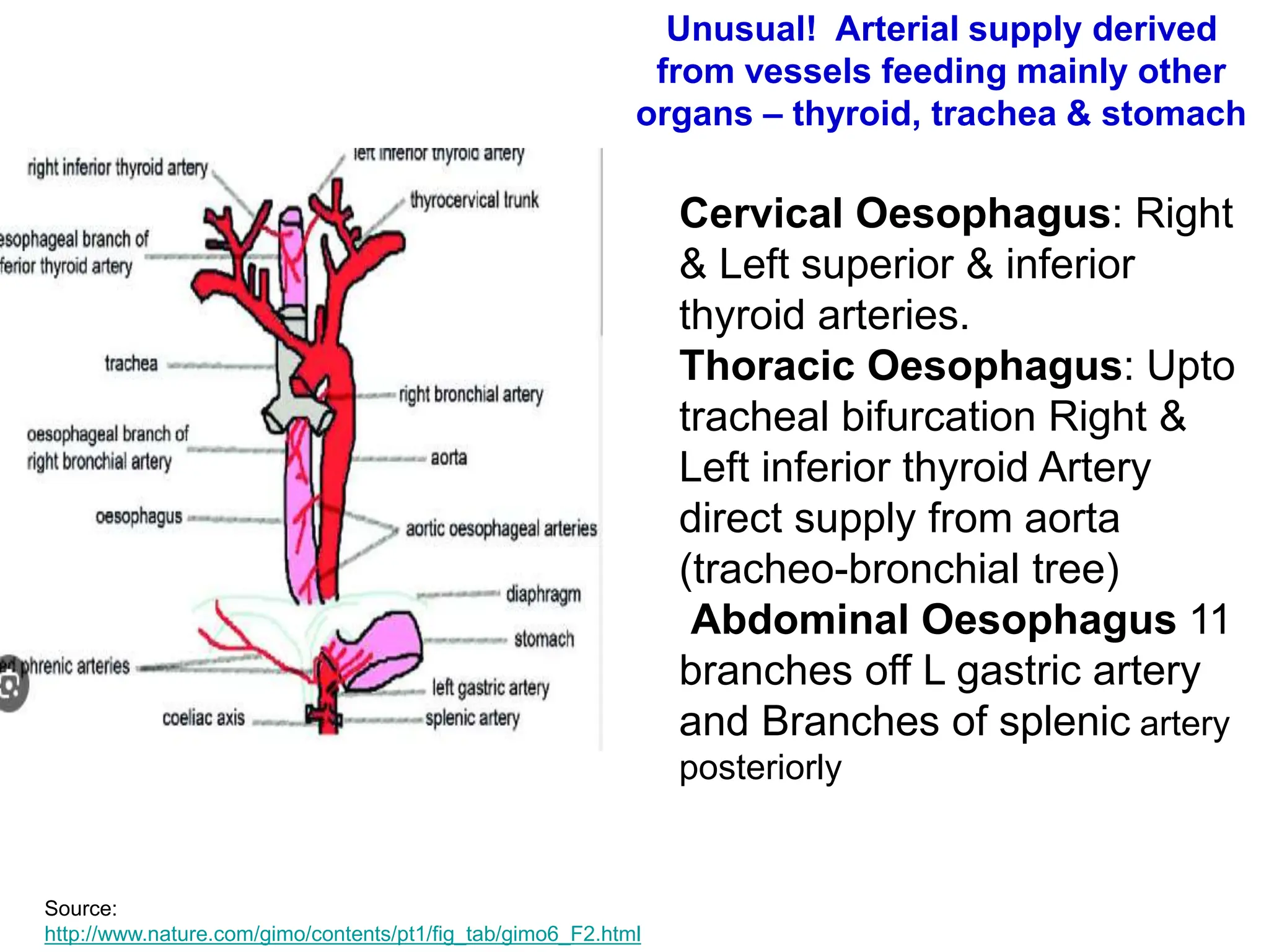 Anatomy of oesophagus.ppt including relations narrow points etc | PPT