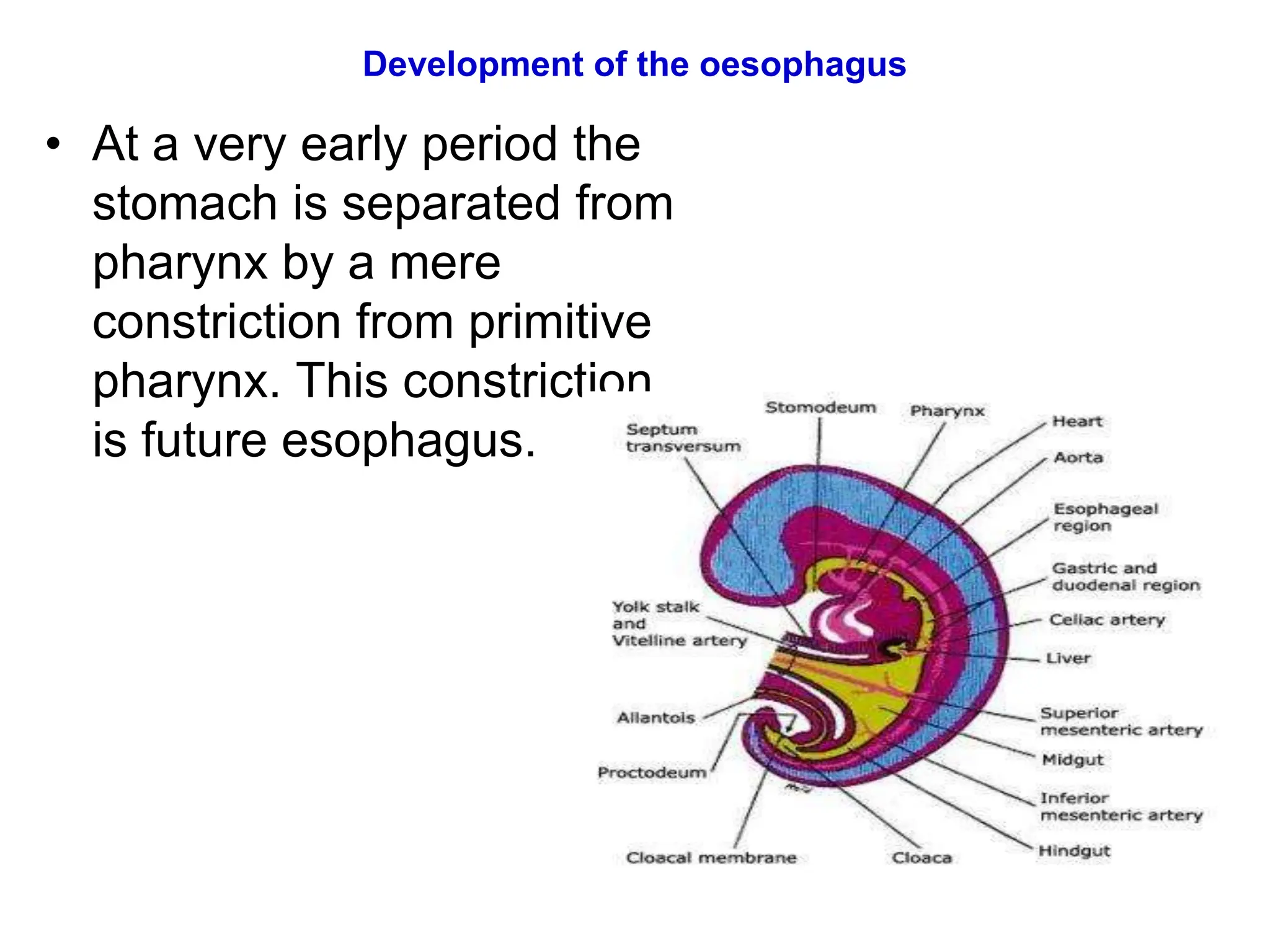 Anatomy of oesophagus.ppt including relations narrow points etc | PPT