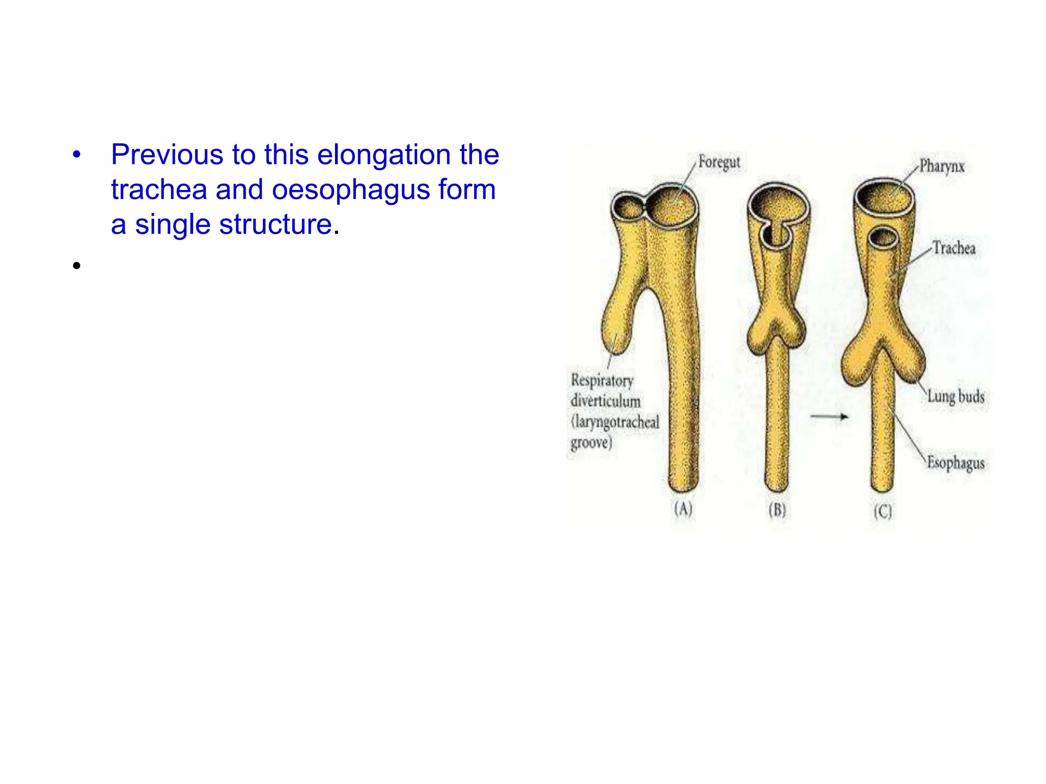 Anatomy of oesophagus.ppt including relations narrow points etc | PPT