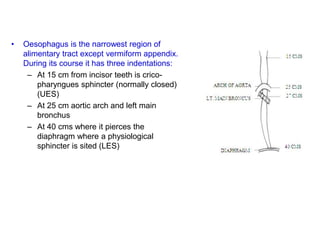 Anatomy of oesophagus.ppt including relations narrow points etc | PPT