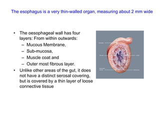 Anatomy of oesophagus.ppt including relations narrow points etc | PPT