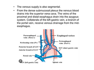 Anatomy of oesophagus.ppt including relations narrow points etc | PPT