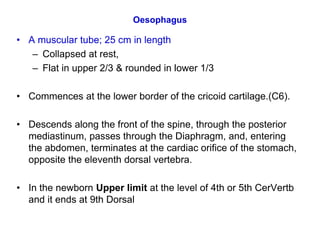 Anatomy of oesophagus.ppt including relations narrow points etc | PPT