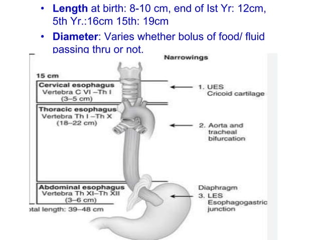 Anatomy of oesophagus.ppt including relations narrow points etc | PPT