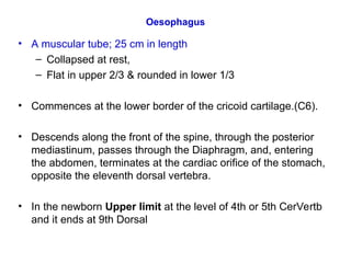 Basic anatomy of esophagus for students .ppt