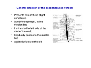Basic anatomy of esophagus for students .ppt