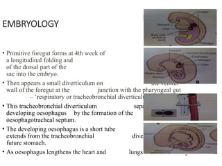 Anatomy of oesophagus with clinical significance | PPTX