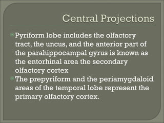 Anatomy of olfactory system | PPT