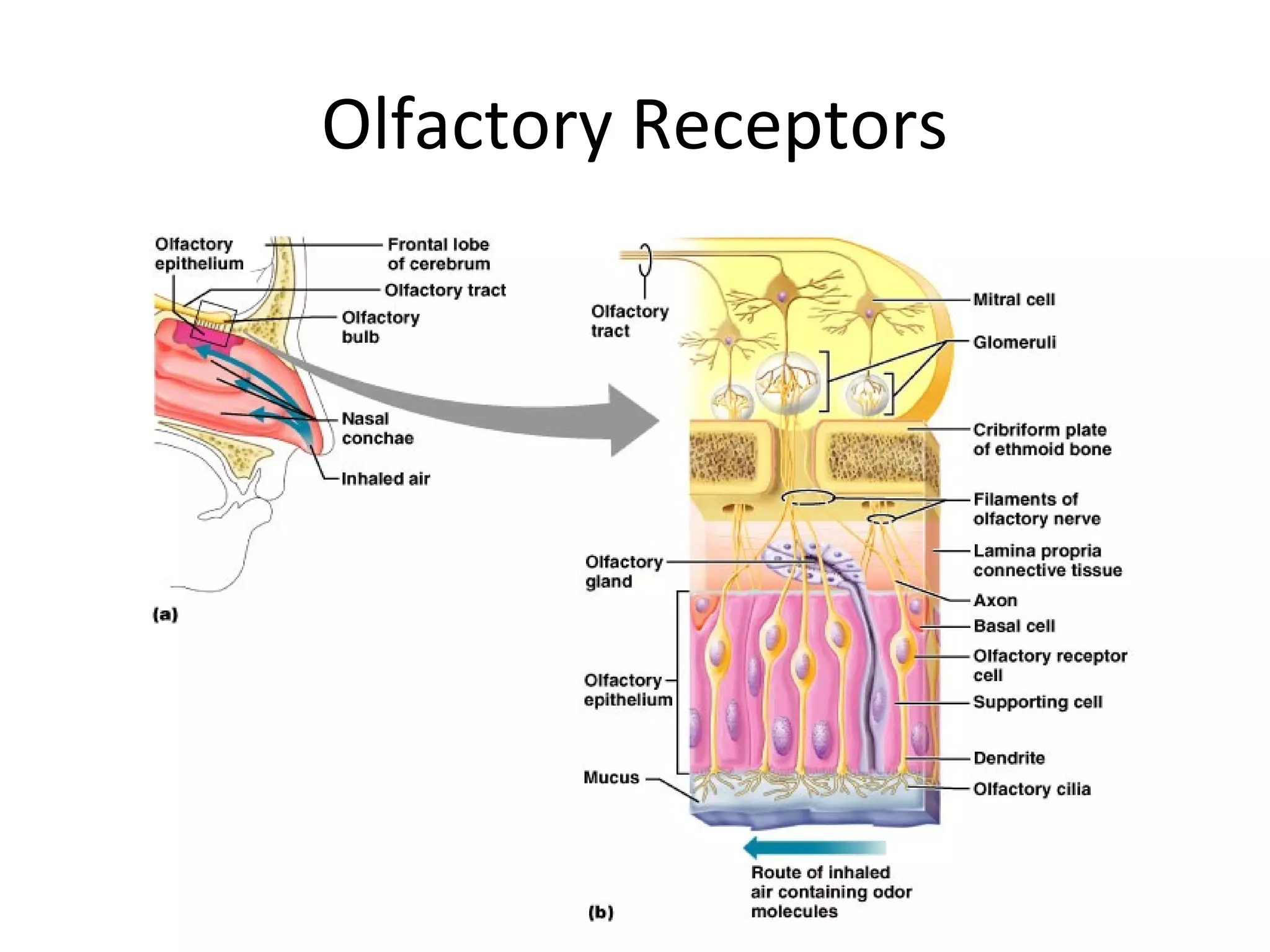 Anatomy of olfactory system