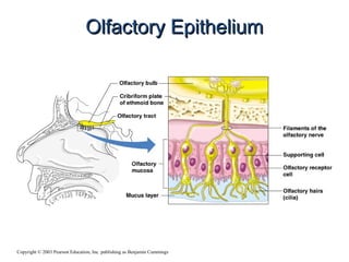 Anatomy of olfactory system | PPT