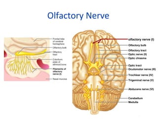 Anatomy of olfactory system | PPT