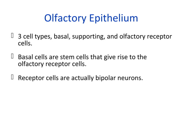 Anatomy of olfactory system