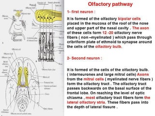 Olfactory Pathway