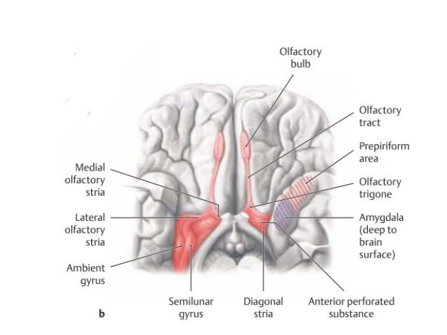Anatomy of olfactory system