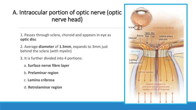 Anatomy of Optic Nerve.pptx