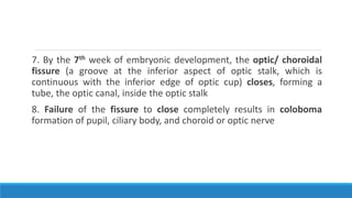 Anatomy of Optic Nerve.pptx
