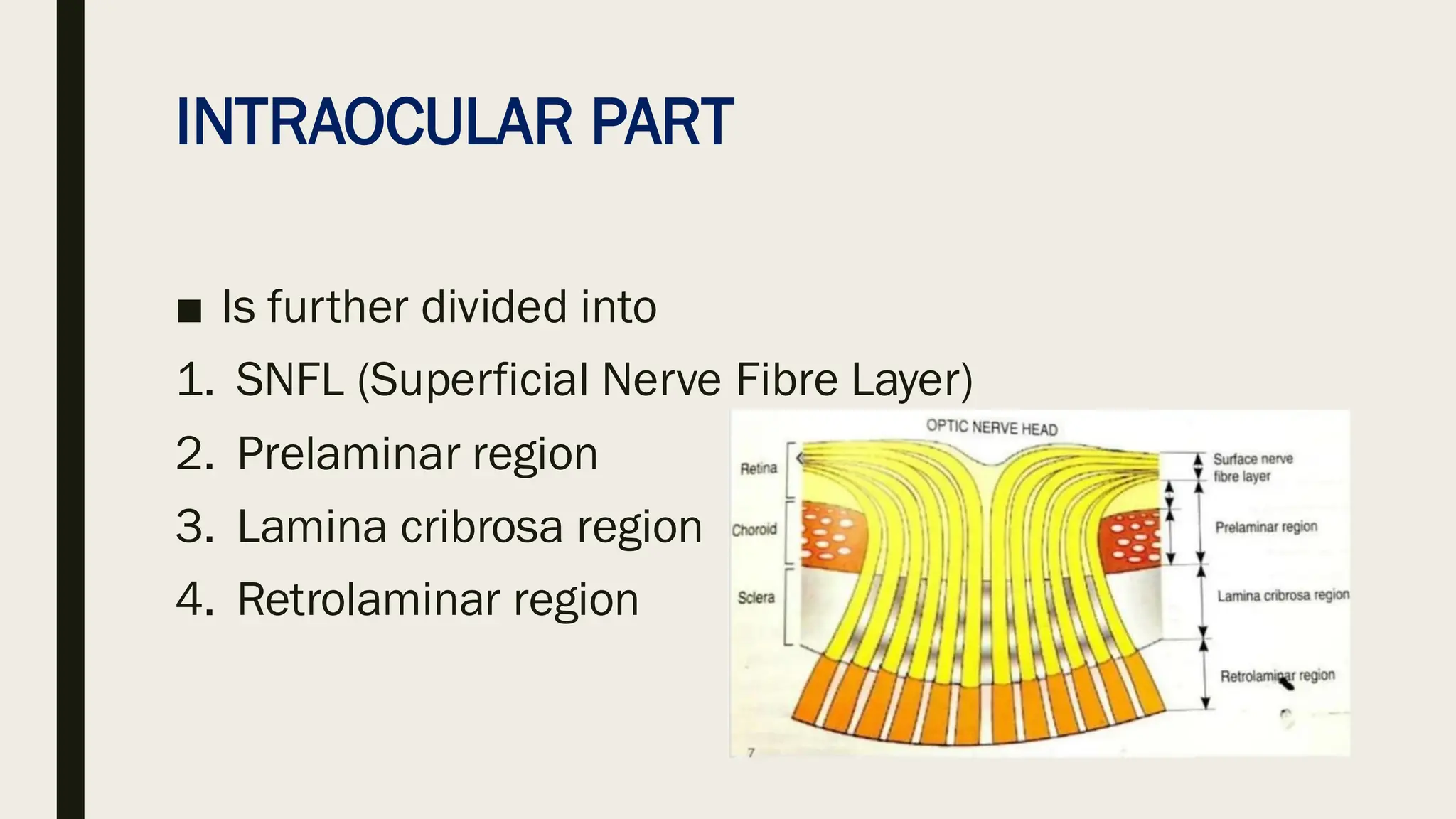 ANATOMY OF OPTIC NERVE.pdf ophthalmology topic | PDF