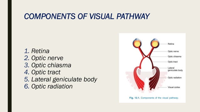 ANATOMY OF OPTIC NERVE.pdf ophthalmology topic | PDF | Eye and Vision ...