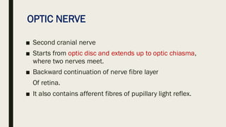 ANATOMY OF OPTIC NERVE.pdf ophthalmology topic | PDF | Eye and Vision ...